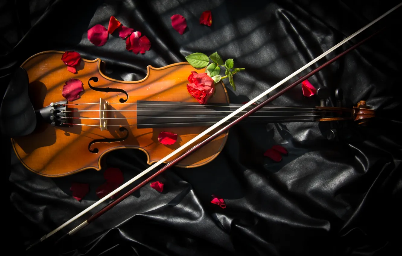 Wallpaper violin, roses, bow for mobile and desktop, section музыка ...