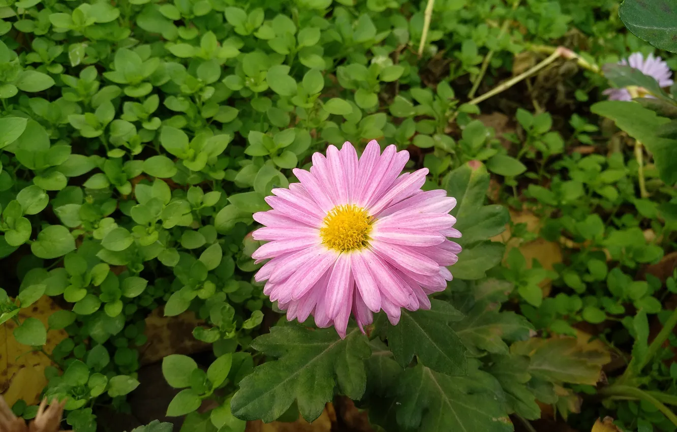 Wallpaper autumn, chrysanthemum, autumn, fall, Chrysanthemum, Pink ...