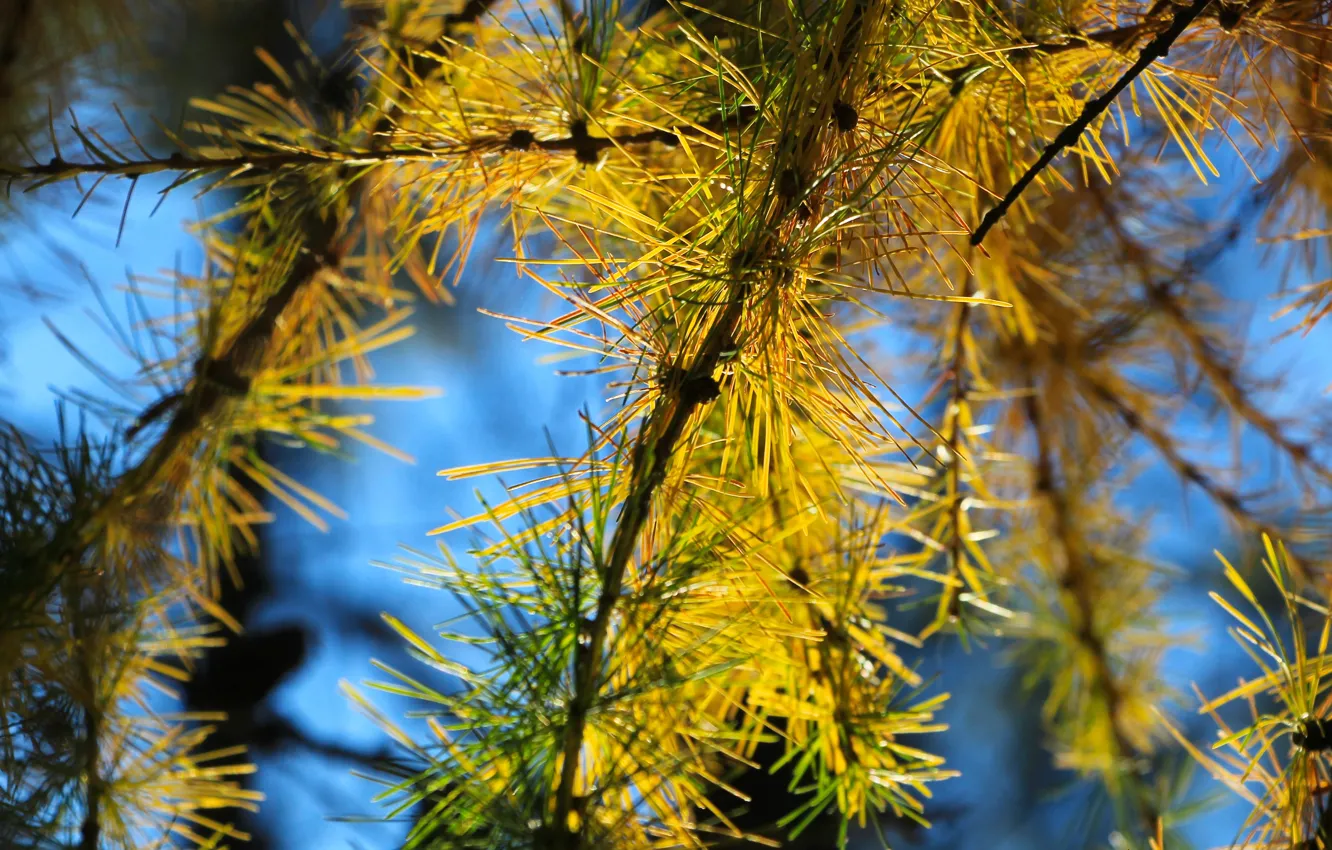 Wallpaper autumn, tree, fall, twig for mobile and desktop, section ...