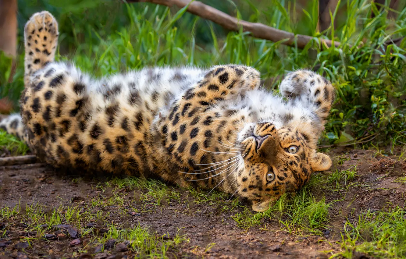 Wallpaper pose, glade, leopard, lies images for desktop, section кошки ...