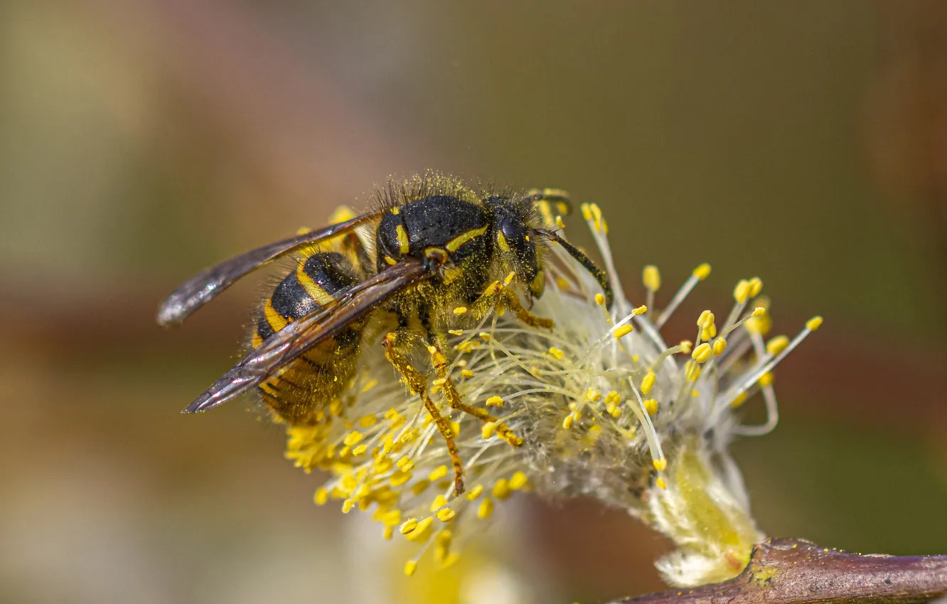 Wallpaper flowers, pollen, OSA, insect for mobile and desktop, section ...