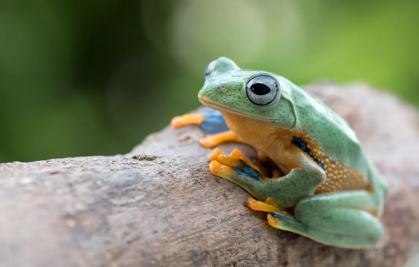 Wallpaper frog, log, bokeh for mobile and desktop, section животные, resolution 6016x4016 - download
