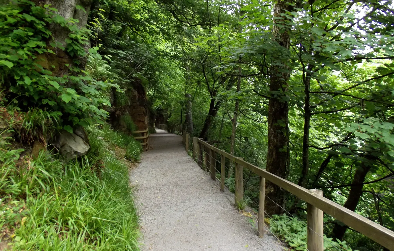 Wallpaper Nature, Trees, Summer, Nature, Track, Summer, Trees, Path for ...