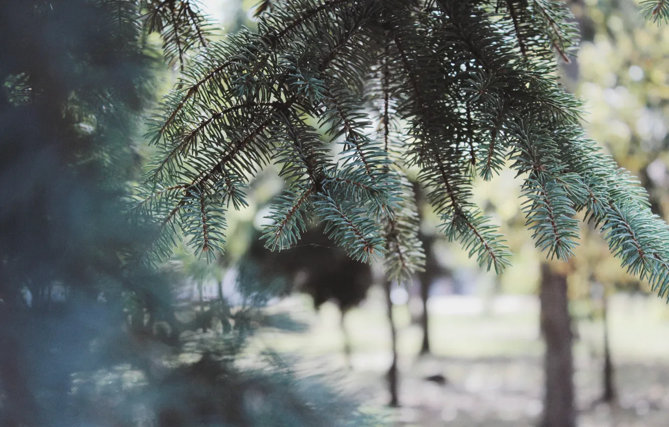 Wallpaper autumn, the sun, nature, comfort, tree, canon 600d images for ...