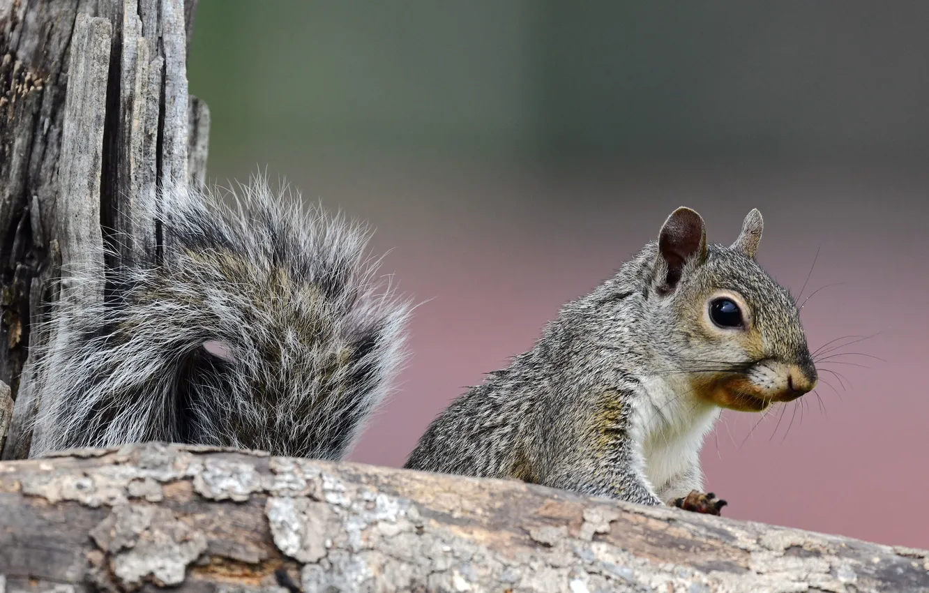 Wallpaper background, protein, animal for mobile and desktop, section ...