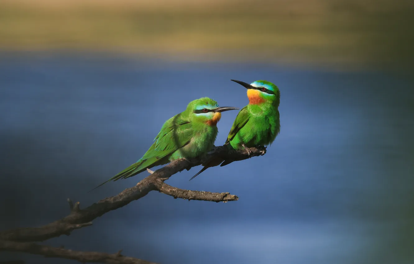 Wallpaper branches, bokeh, fauna, two birds, Magov Marat, The green ...