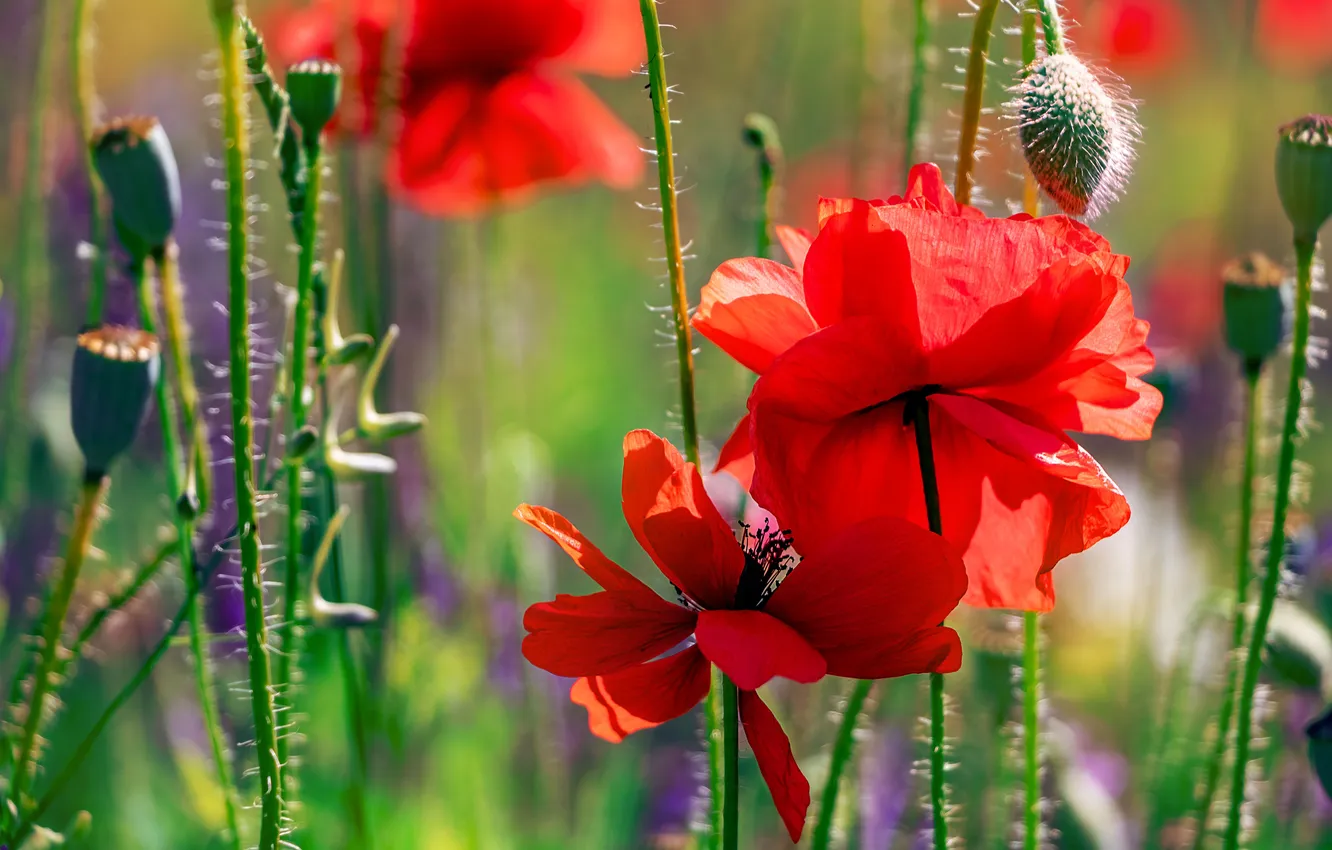 Wallpaper summer, flowers, stems, Maki, red, green background, bokeh ...