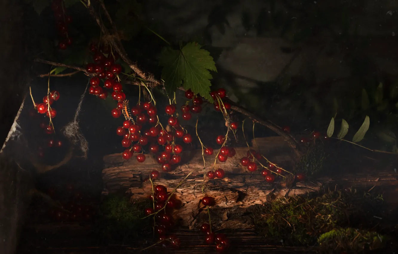 Wallpaper berries, the dark background, branch, Board, still life, red ...