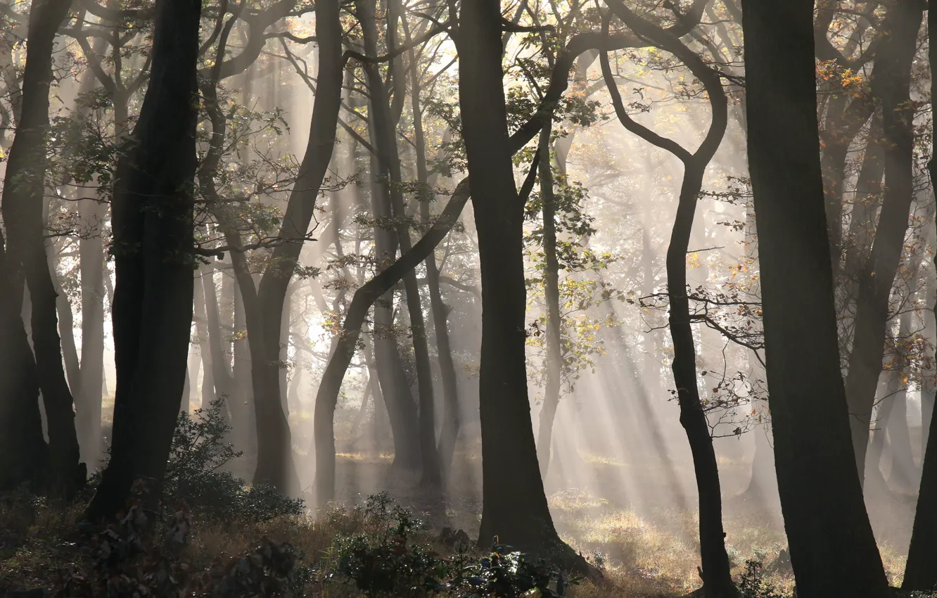 Wallpaper forest, light, trees, nature for mobile and desktop, section ...