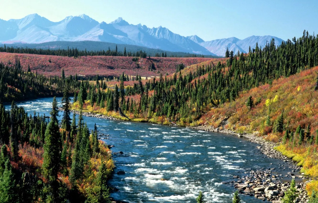 Wallpaper forest, trees, mountains, river, stones, the slopes, valley ...