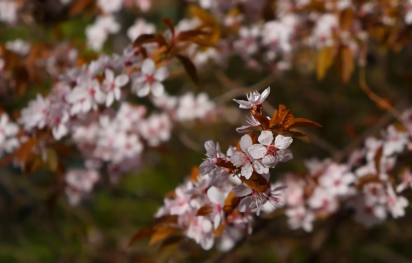 Wallpaper flower, spring, twig for mobile and desktop, section природа ...