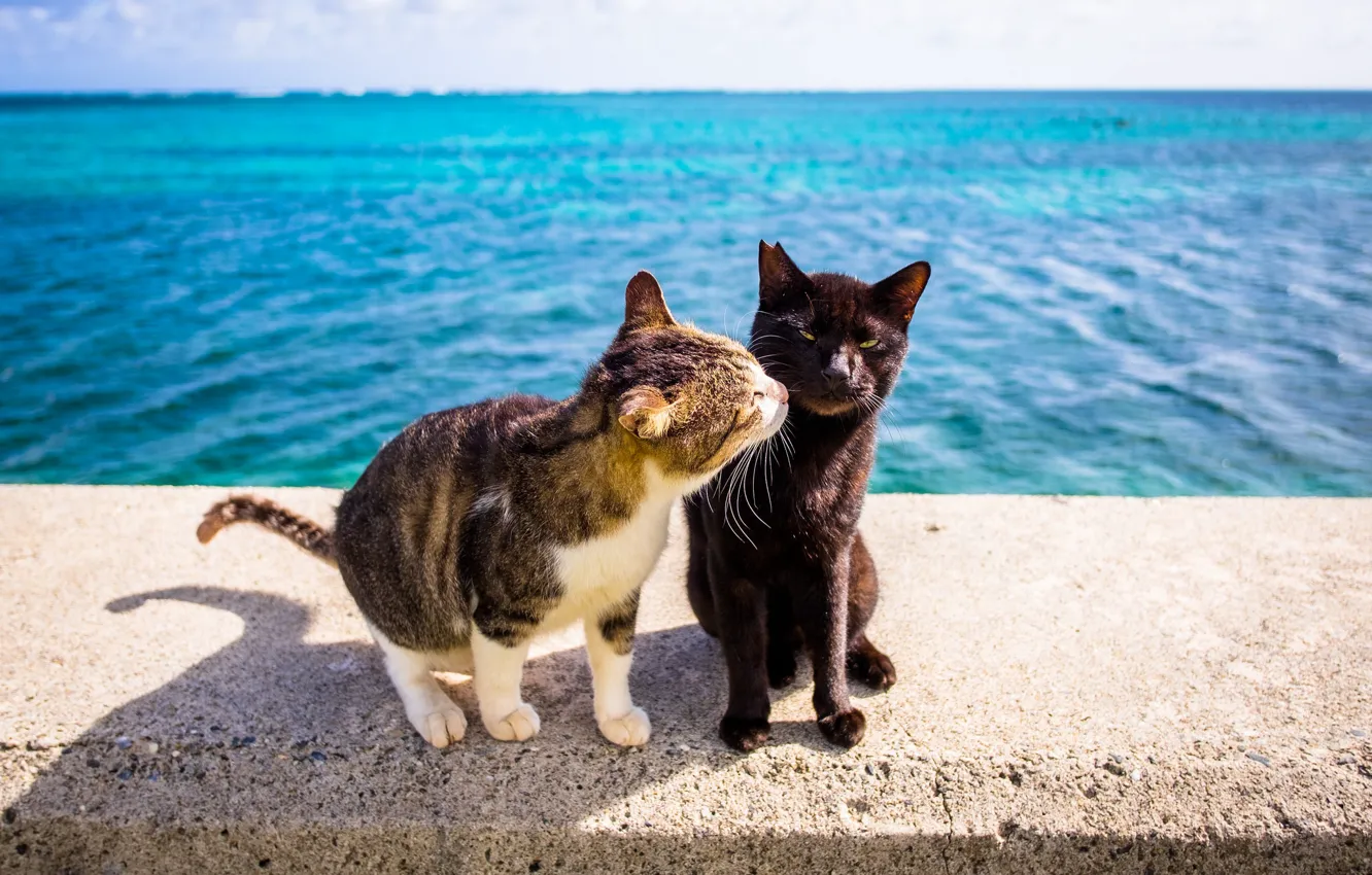Wallpaper sea, cat, pair for mobile and desktop, section кошки ...