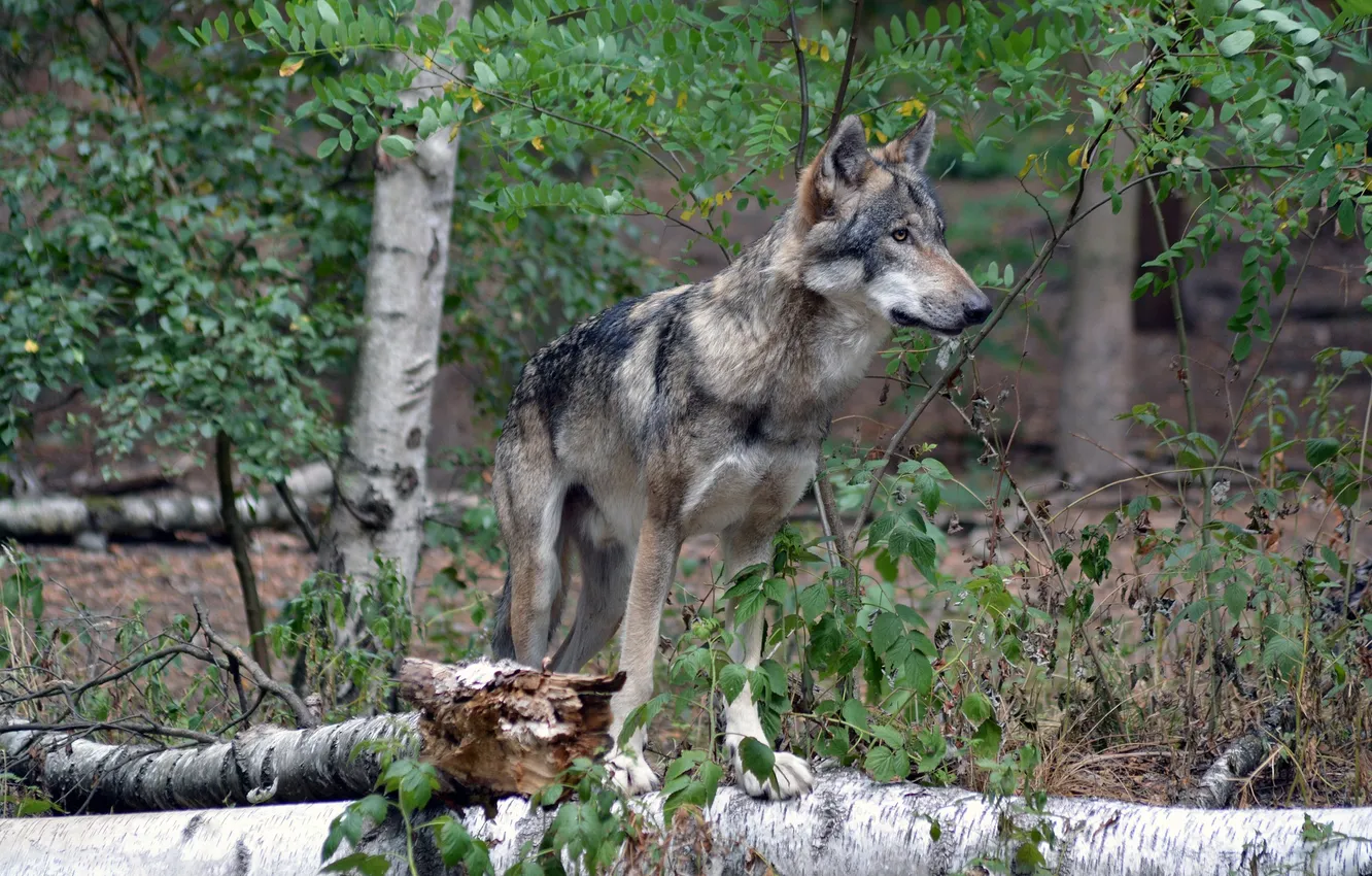 Wallpaper fantasy, Predator, nature, art, snow, face, animal, wolf for ...