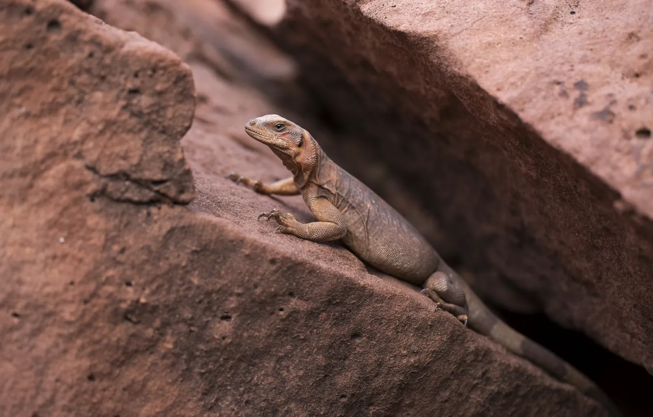 Wallpaper stones, lizard, tail for mobile and desktop, section животные ...