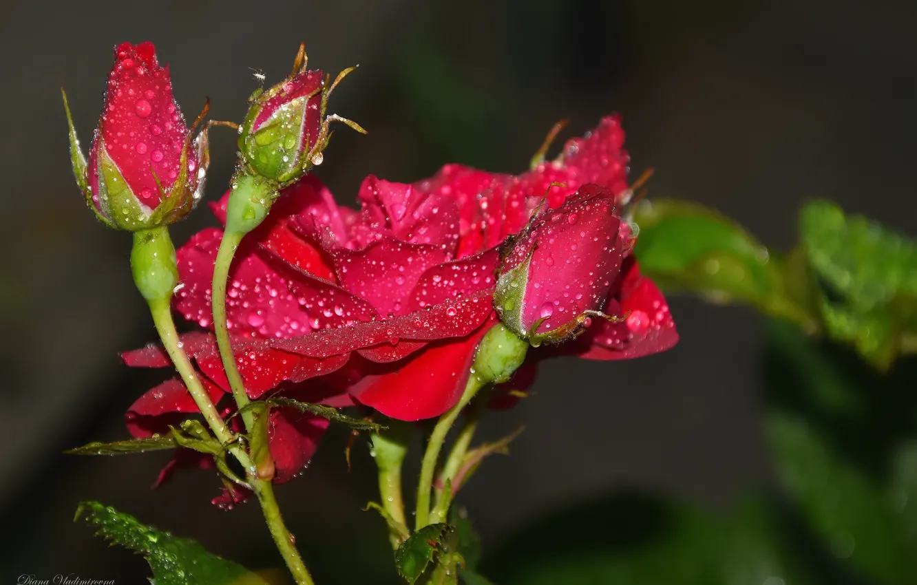 Wallpaper summer, drops, macro, flowers, rose for mobile and desktop ...