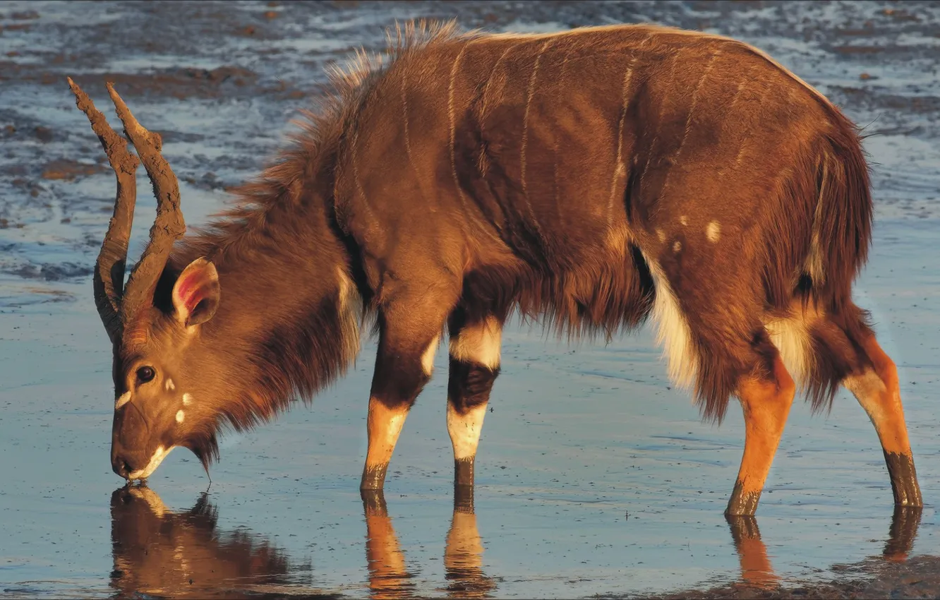Wallpaper nature, Africa, a rare animal, NYALA for mobile and desktop ...