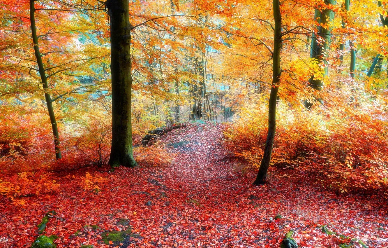 Wallpaper forest, road, park, autumn, tree for mobile and desktop ...