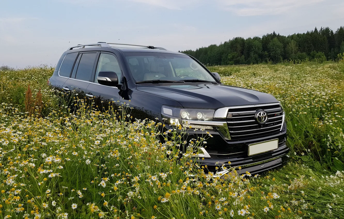 Wallpaper field, chamomile, Toyota LC 200 for mobile and desktop ...