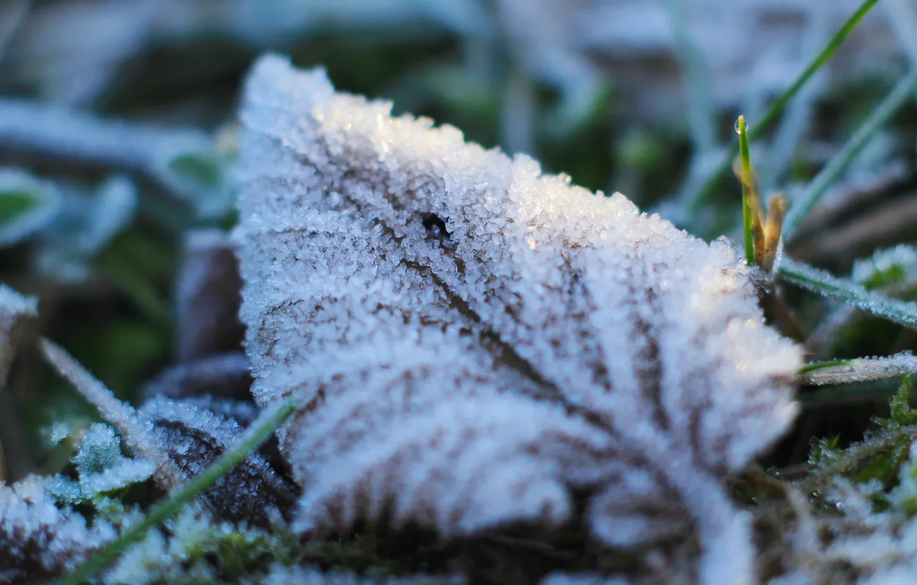 Wallpaper white, leaf, cold, hoarfrost for mobile and desktop, section ...