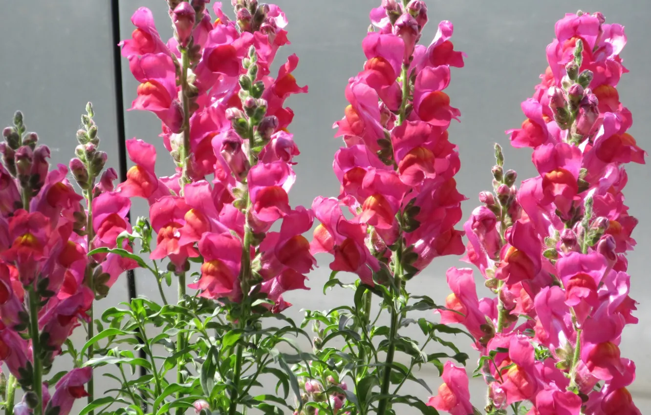 Wallpaper Flowers, Background, Raspberry, Snapdragons, Meduzanol ...