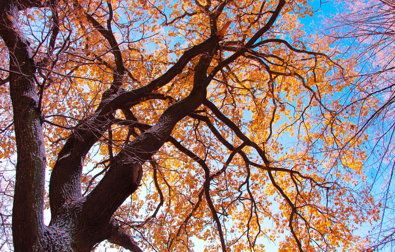 Wallpaper park, autumn, tree, twig for mobile and desktop, section ...