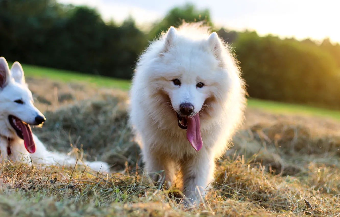 Wallpaper look, pose, dog, face, Samoyed for mobile and desktop ...