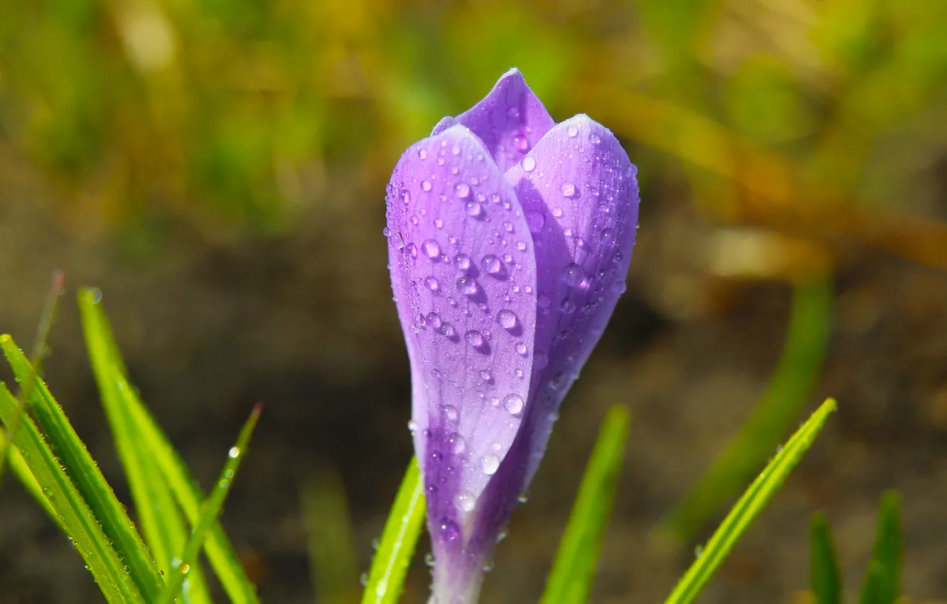 Wallpaper flower, spring, purple, Crocus for mobile and desktop ...