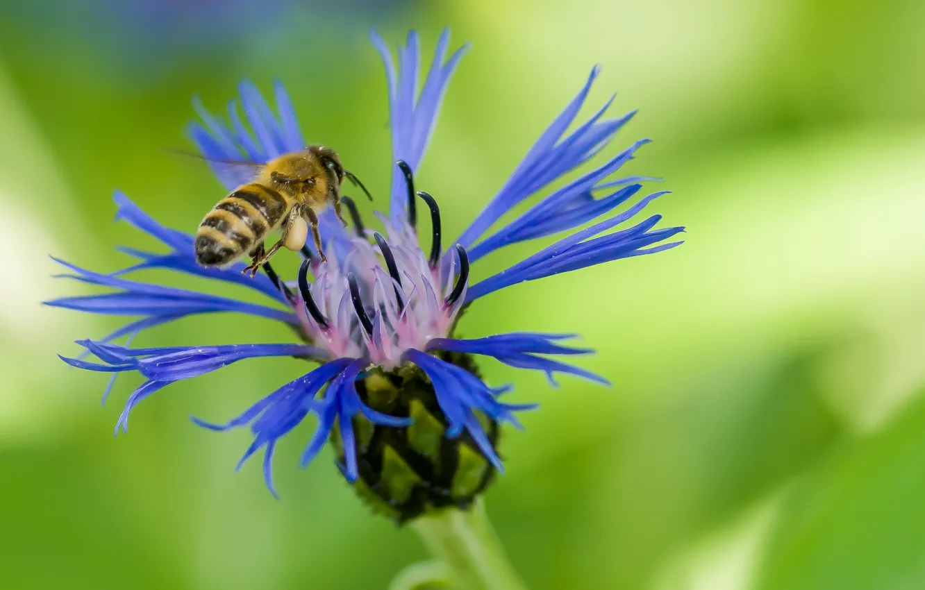 Wallpaper flower, nature macro, bee in flight for mobile and desktop ...