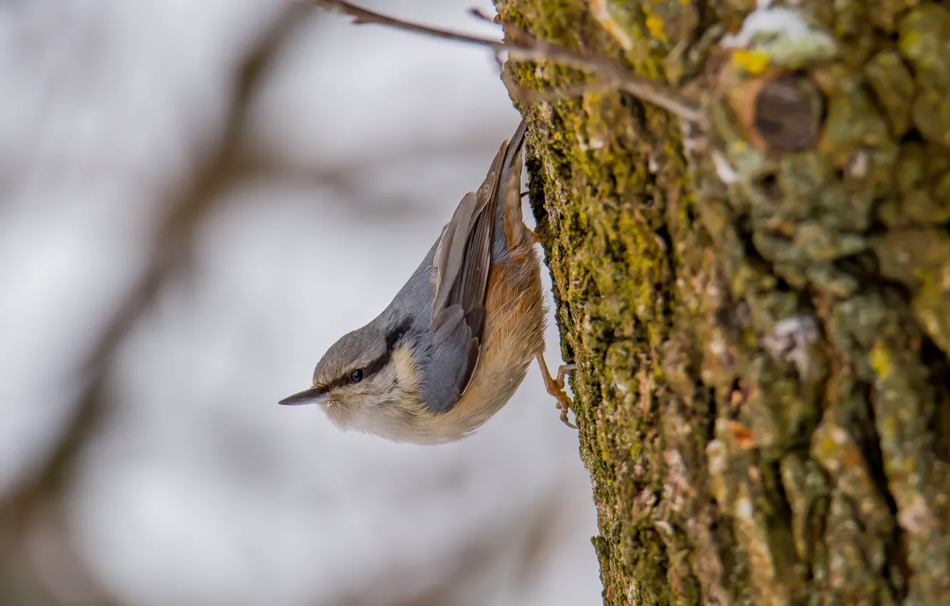 Wallpaper birds, nuthatch, photo hunting for mobile and desktop ...