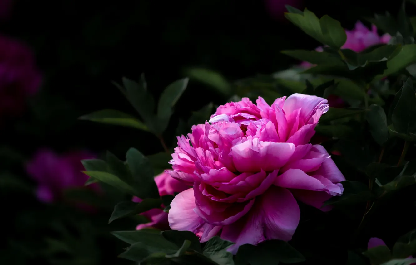 Wallpaper flower, the dark background, pink, peonies, peony for mobile ...