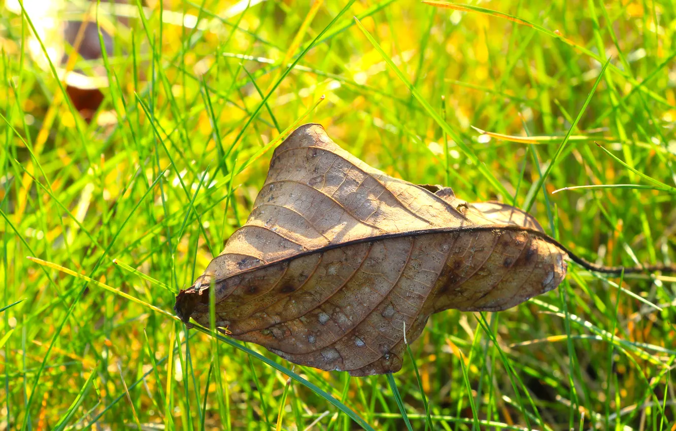 Wallpaper grass, autumn, leaf, fall for mobile and desktop, section ...