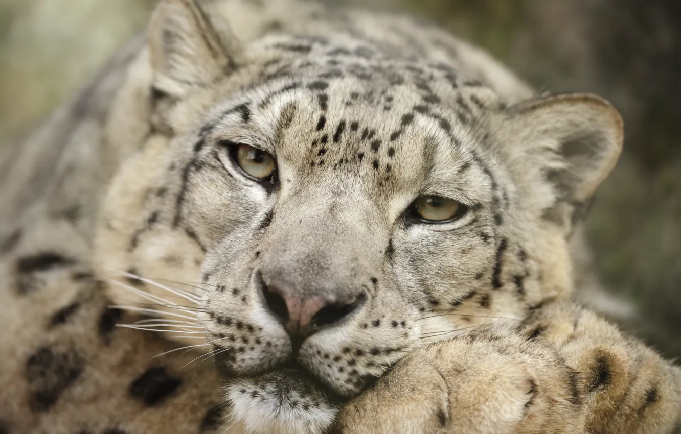 Wallpaper snow leopard, head, feline images for desktop, section кошки ...
