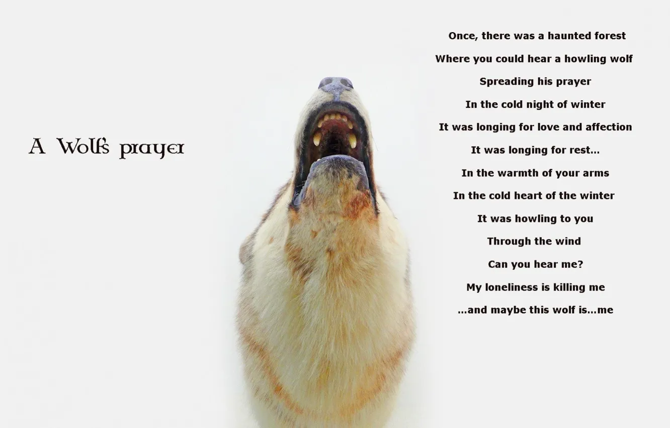 Wallpaper wolf, story, prayer, a wolf prayer quotes for mobile and ...