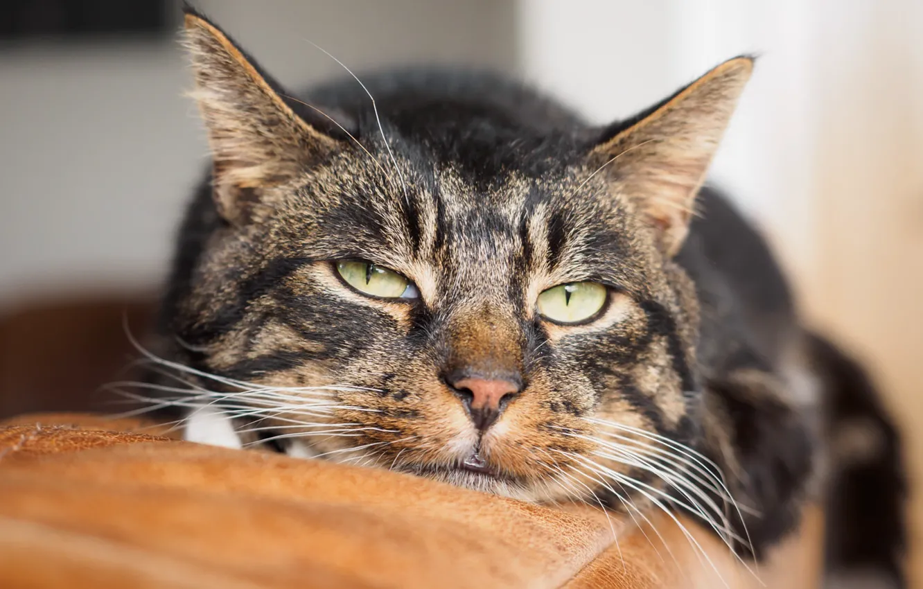 Wallpaper cat, look, face, Kote images for desktop, section кошки ...