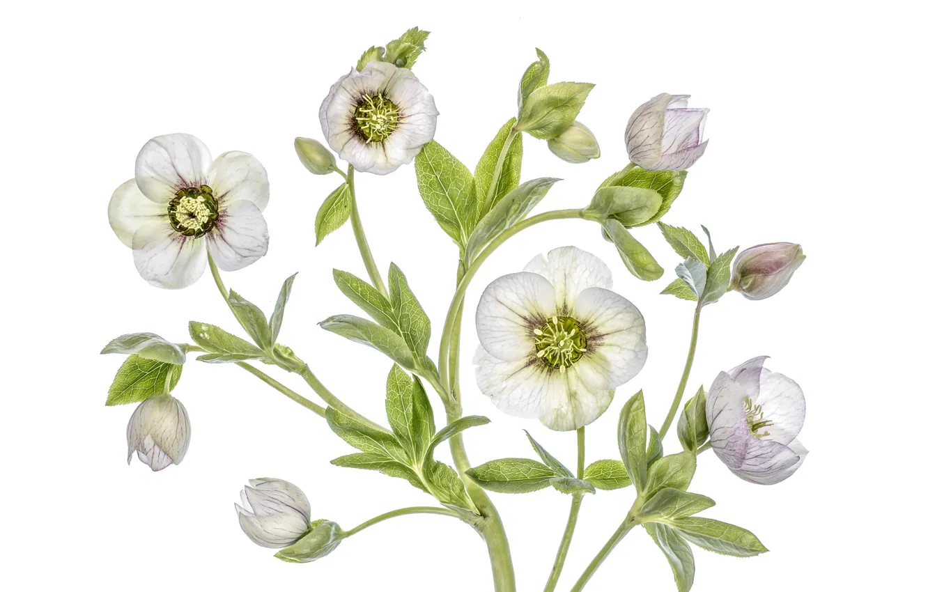 Wallpaper macro, hellebore, Helleborus for mobile and desktop, section ...