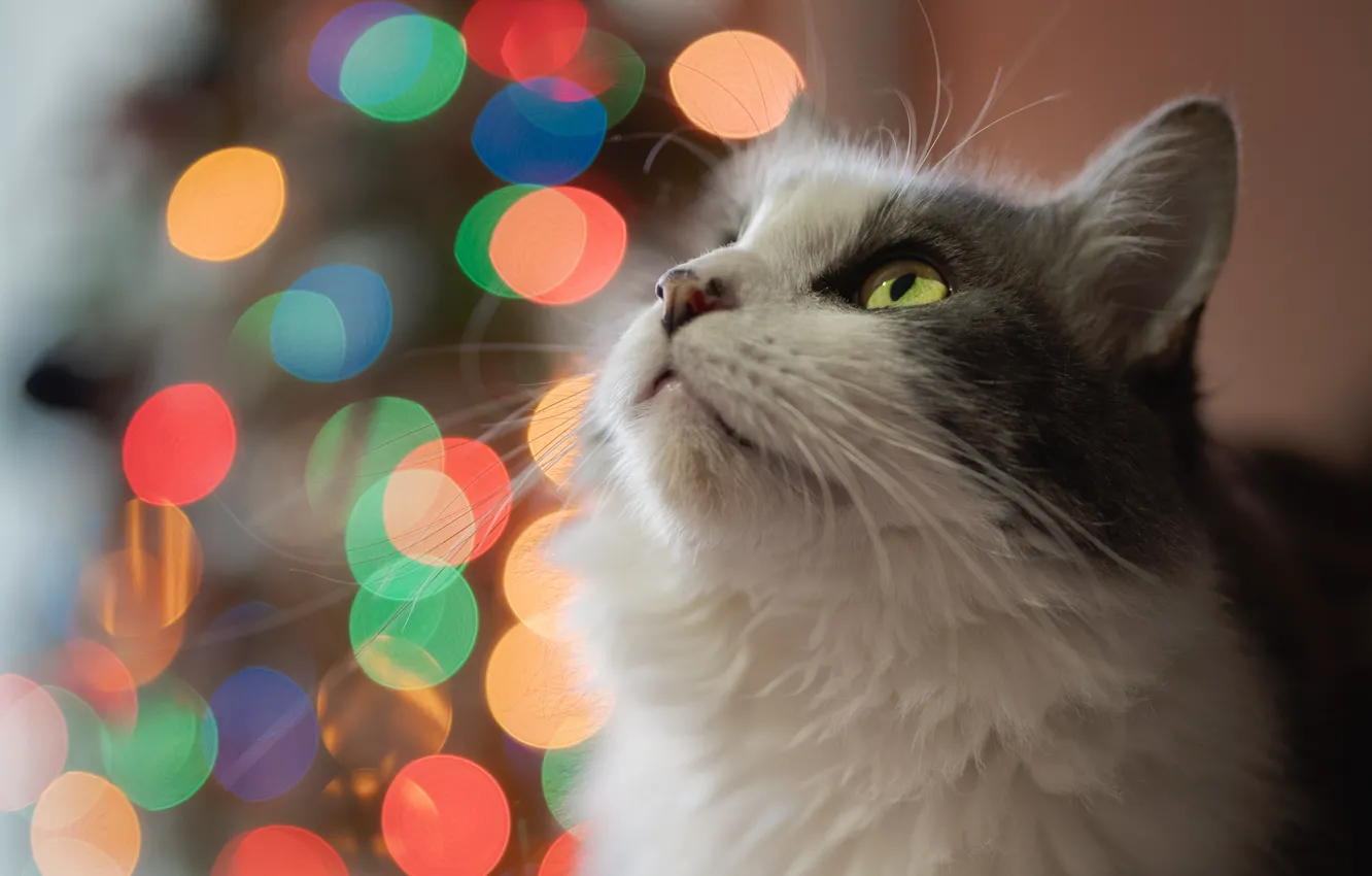 Wallpaper cat, cat, look, light, glare, grey, portrait, face for mobile ...