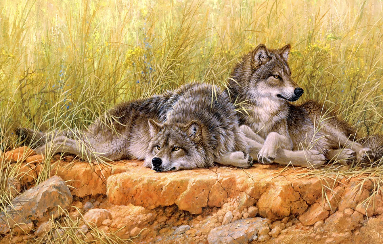 Wallpaper field, grass, look, nature, pose, stones, stay, figure for ...