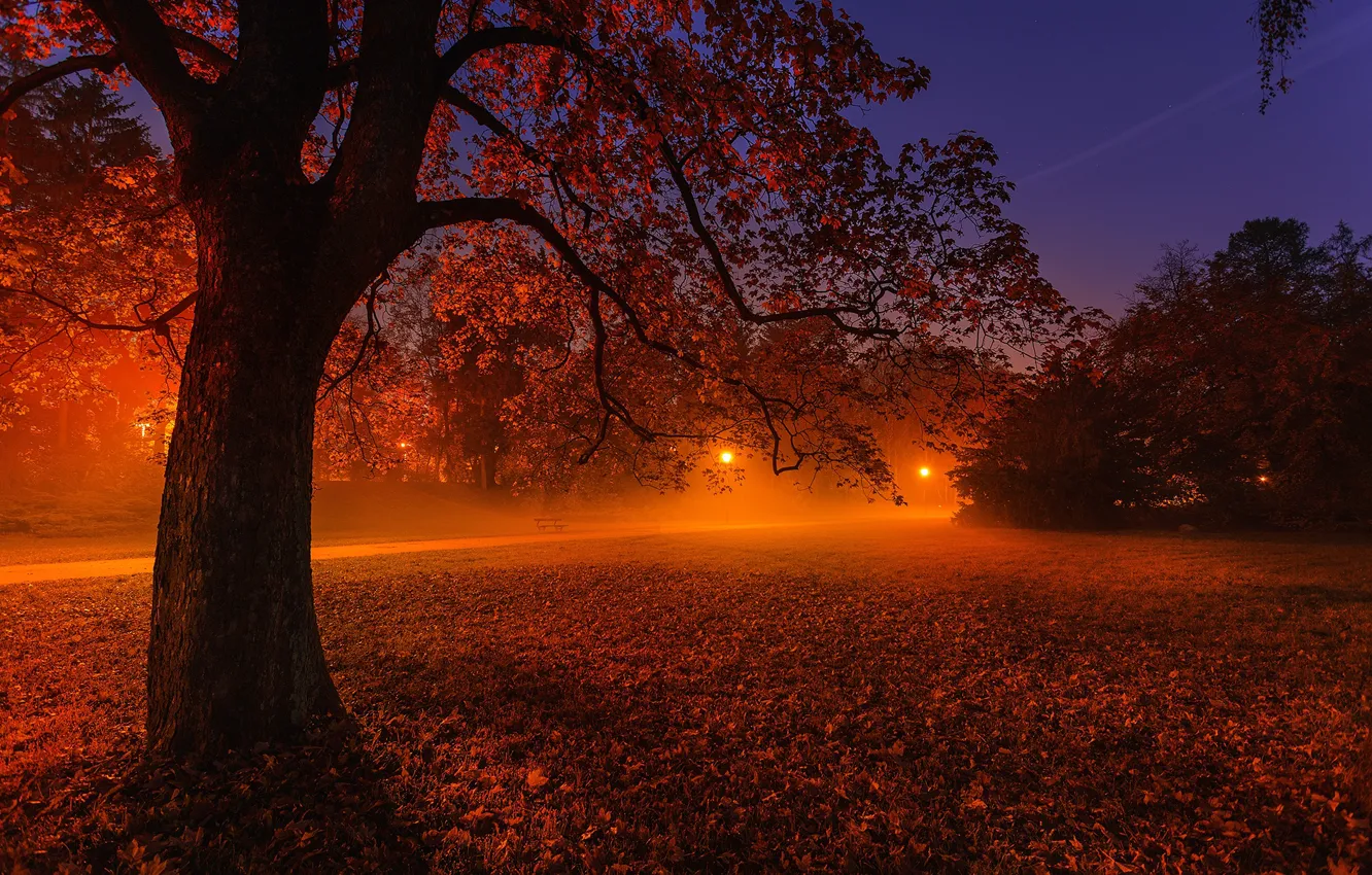 Wallpaper autumn, light, trees, landscape, night, nature, Park, lights ...