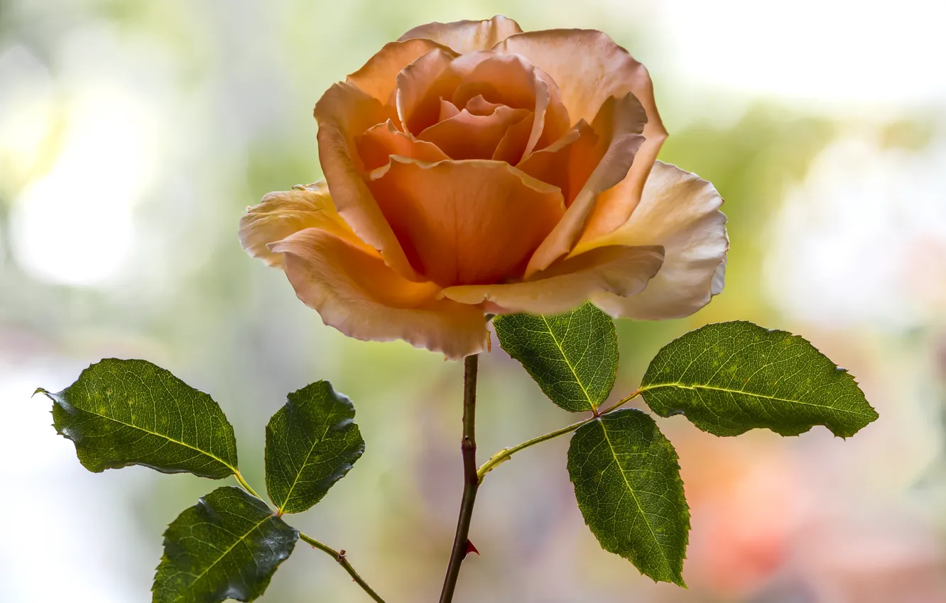 Wallpaper leaves, light, flowers, orange, roses, stem, buds, bokeh for ...