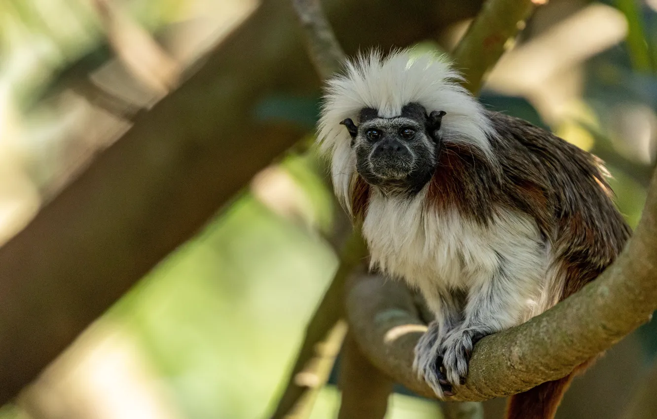 Wallpaper look, trees, branches, pose, monkey, face, bokeh, Tamarin for mobile and desktop ...