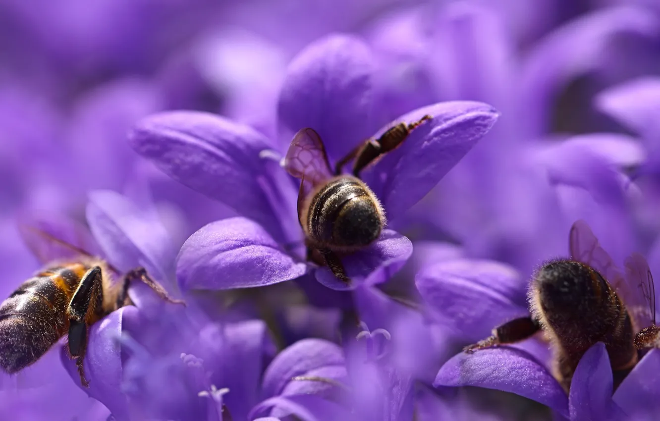 Wallpaper macro, bee, bells for mobile and desktop, section цветы ...