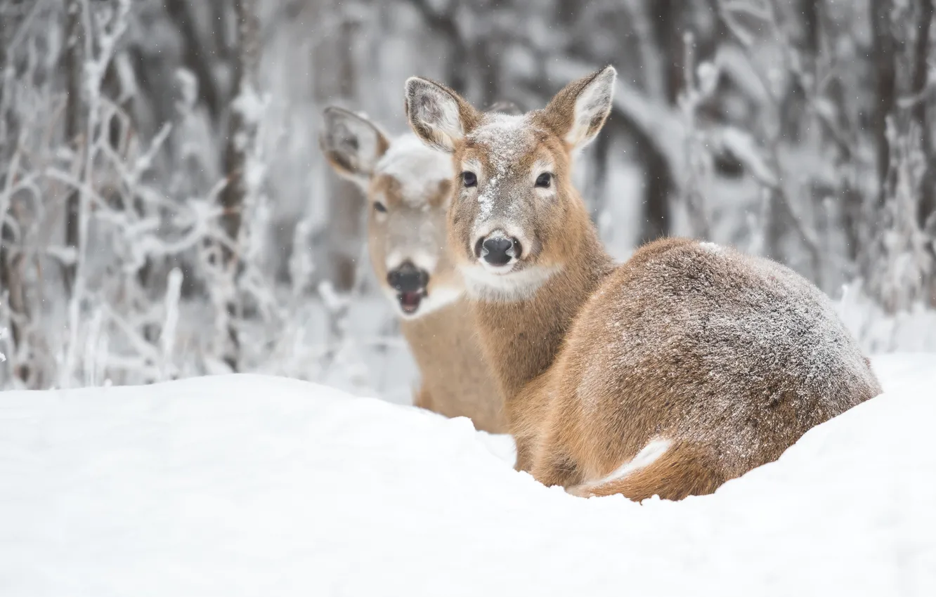 Wallpaper winter, forest, snow, pair, the snow, deer, muzzle, lie for ...