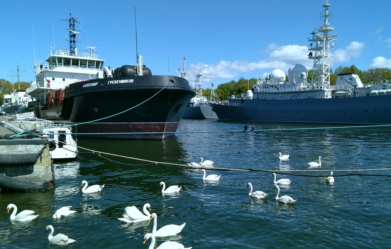 Wallpaper bird, ship, pier for mobile and desktop, section разное ...