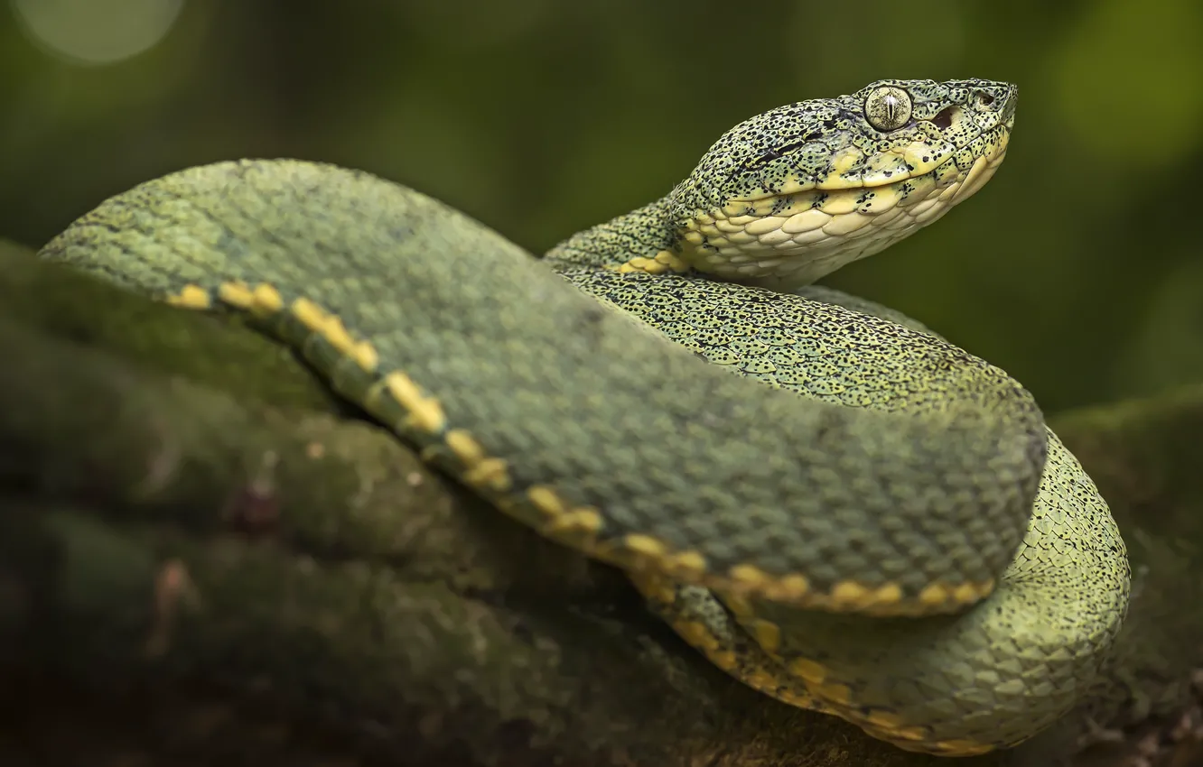 Wallpaper nature, snake, green, reptile, cold-blooded animal for mobile ...