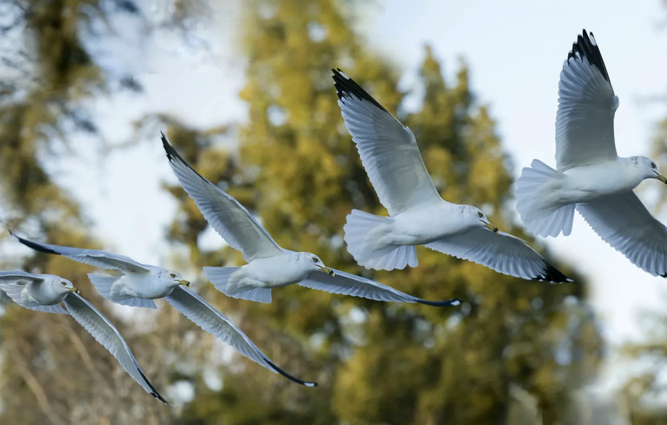 Wallpaper flight, bird, seagulls for mobile and desktop, section ...