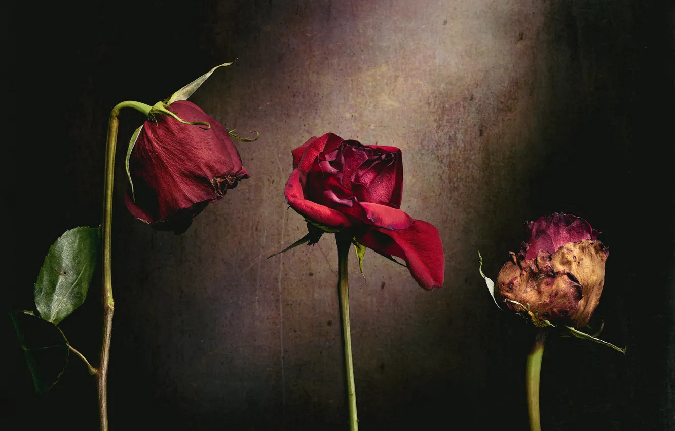 Wallpaper roses, wilting, stage for mobile and desktop, section цветы ...