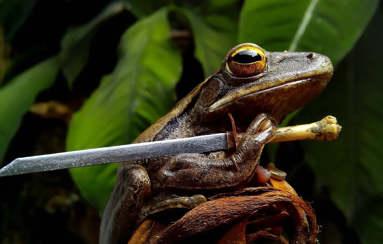 Wallpaper look, leaves, pose, weapons, frog, sword, saber images for ...
