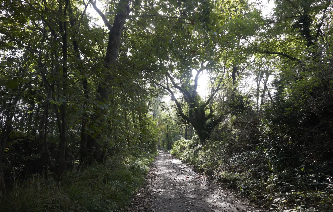 Wallpaper autumn, the rays of the sun, autumn, sun rais, a path in the ...