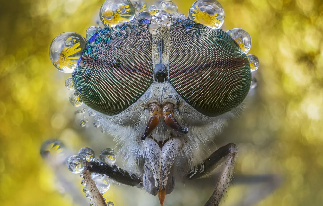 Wallpaper macro, background, insect images for desktop, section ...