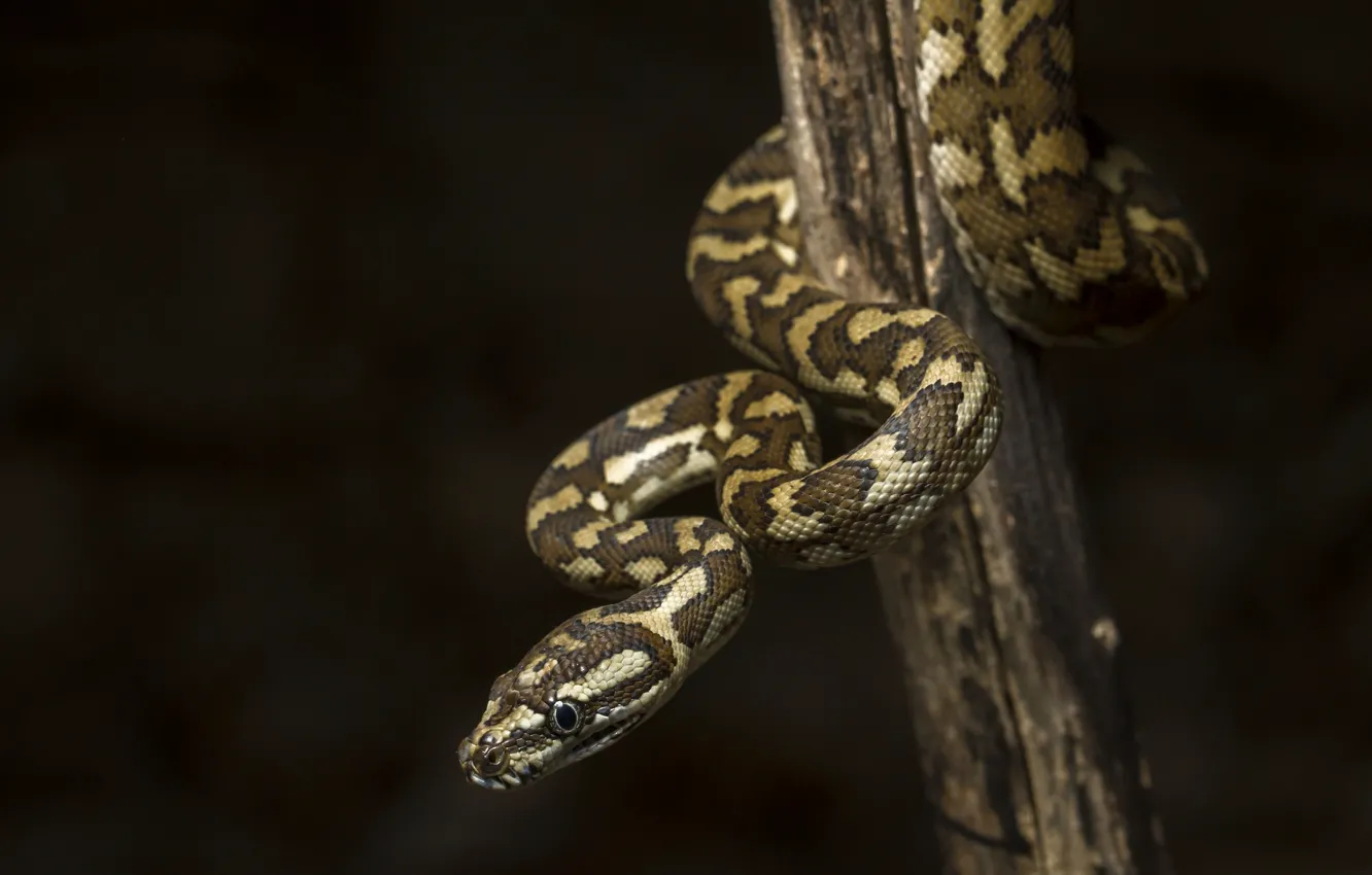 Wallpaper branches, snake, cold-blooded for mobile and desktop, section ...